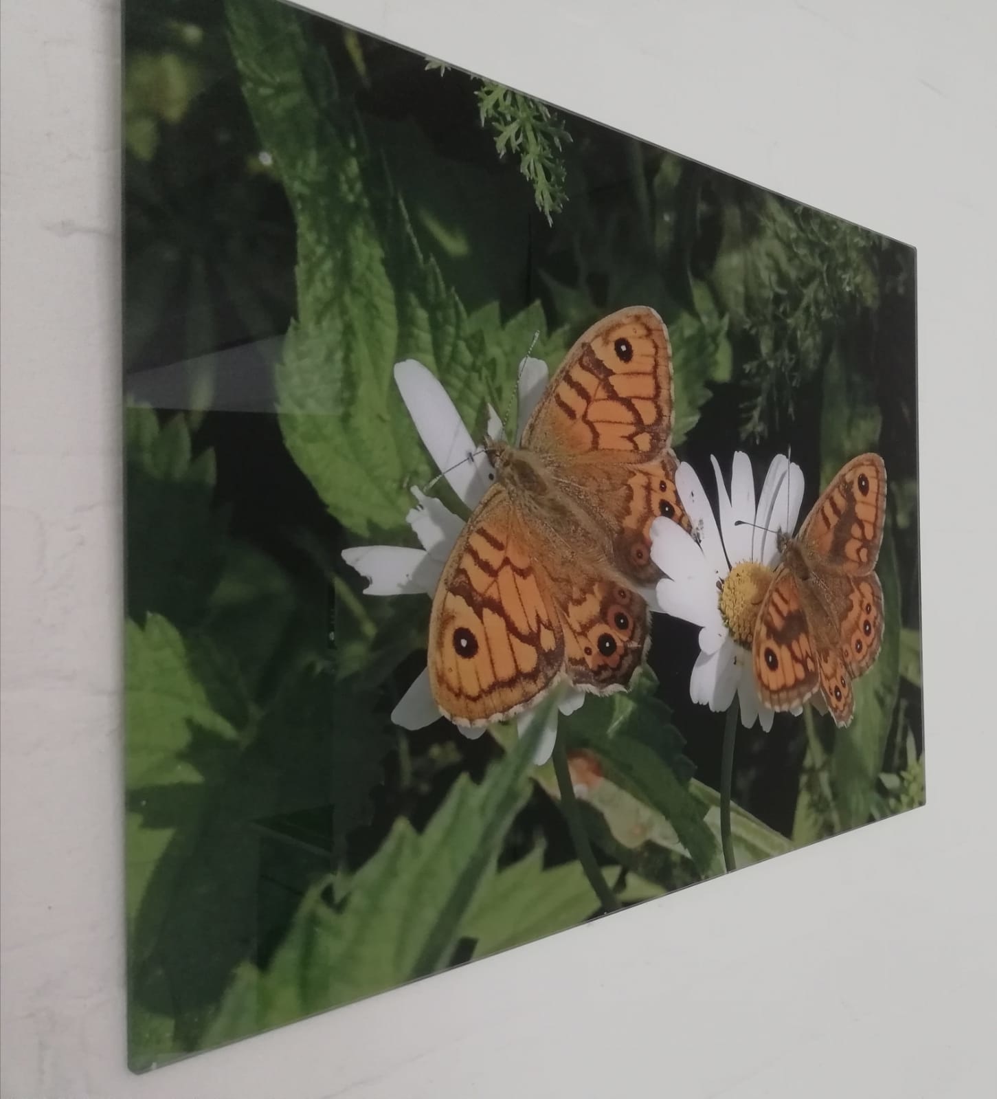 vlinders laat je inspireren